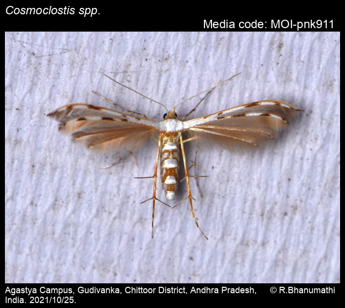 Cosmoclostis spp. Meyrick, 1886 - | Moths